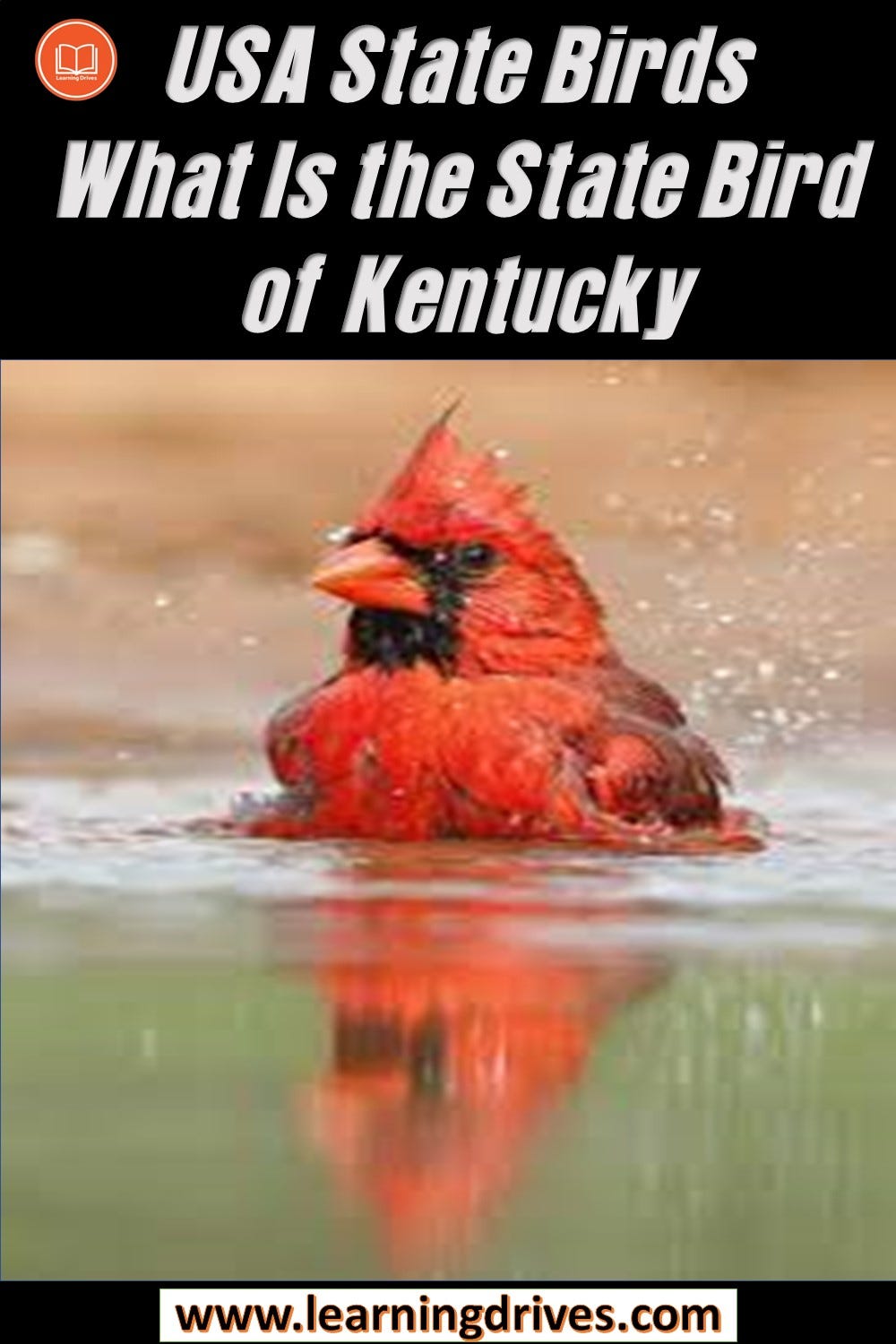 What Is The State Bird of Kentucky? -State Birds | by Learning Drives ...