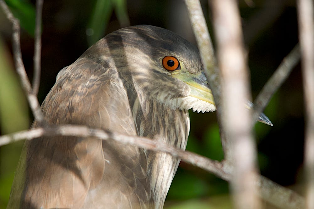 Birds Through Words: Capturing Moments in Bird Photography | by Deborah ...