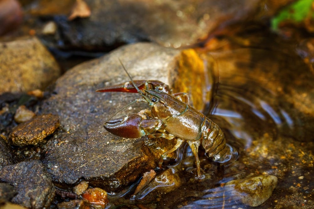 C is for Crayfish. A widely understood idea in ecology is… | by CCCU ...