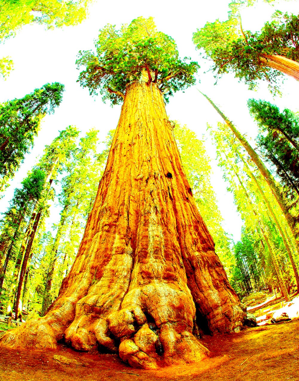 1. The Last Sequoia. The t.v. was on, blaring at the line of… | by Jane ...