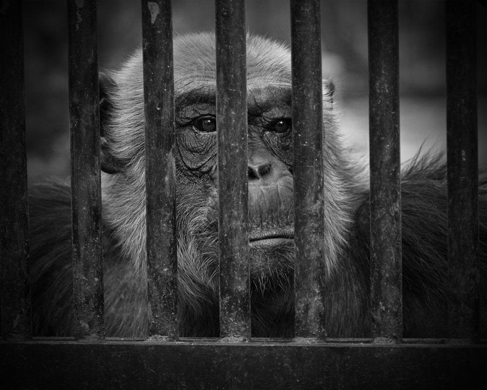 The Prisoner - The Old Poet - Medium