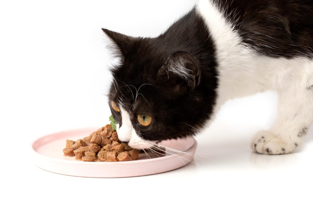 Find Out the Benefits of Natural Cat Foods in Kenwood | by Love a Meow ...