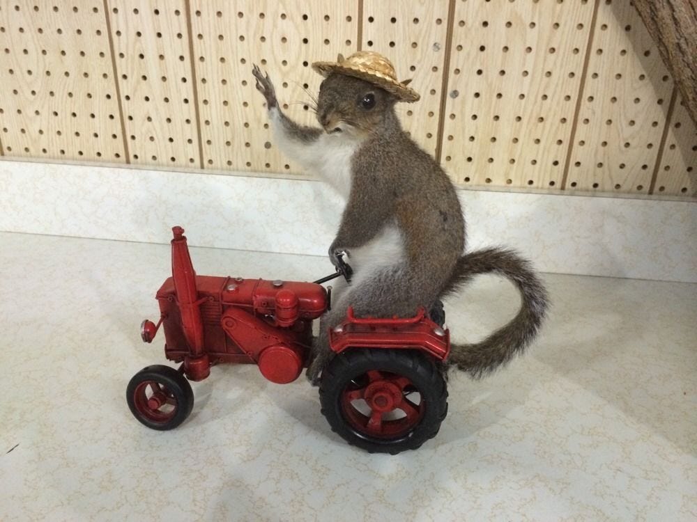 How to farm Squirrel Cash. Who cares about interface… Be one of… | by ...