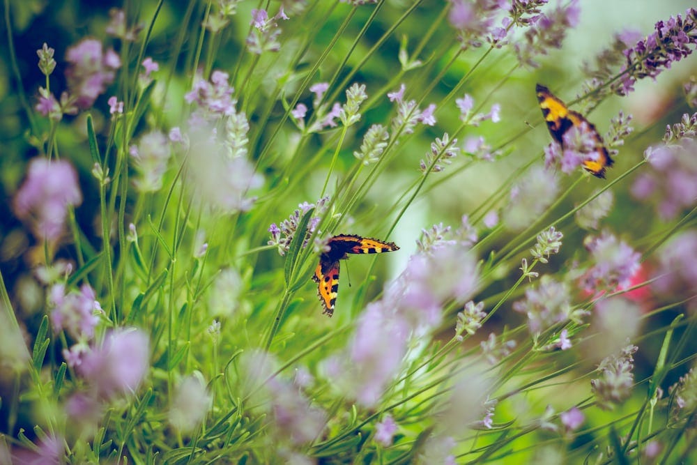 Midst of Meadows. Poem | by A Shayens Abran | Medium | Medium