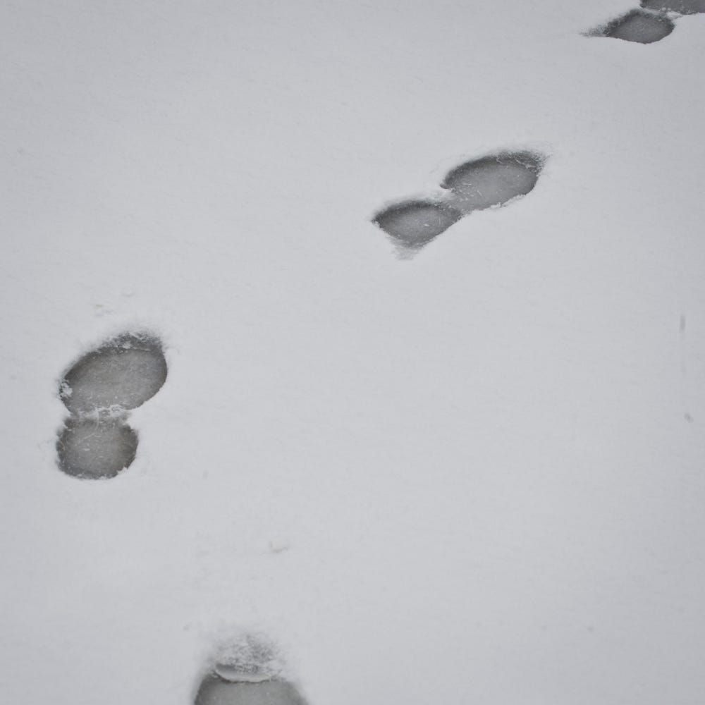 So This is Spring in Maine. An offshoot of Stop Here. This is the… | by ...