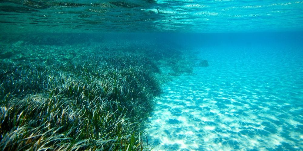 The Hidden Heroes of Our Oceans: How Deep-Sea Phytoplankton Thrive in a ...