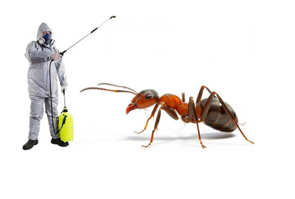 How to Choose the Best Ant Pest Control Service for Your Home | by Rpcs ...