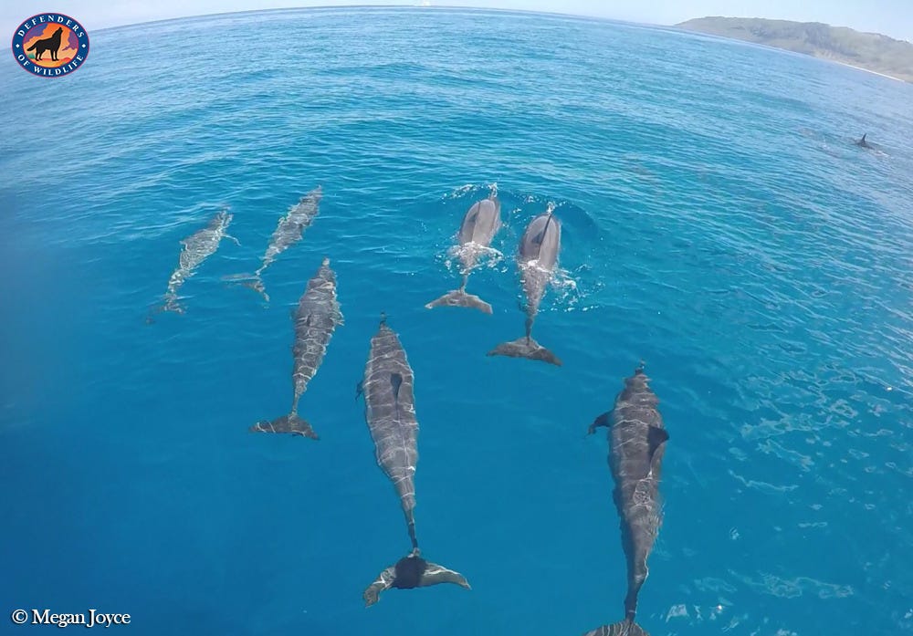 Our Blue Planet. “My ocean.” That’s what one of my… | by Defenders of ...
