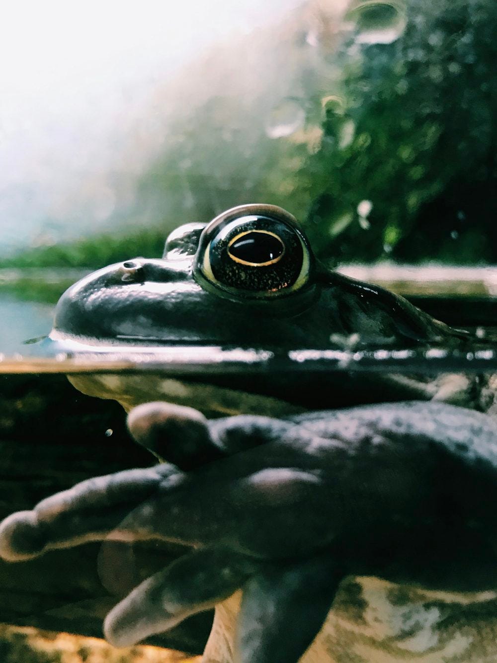 What we can learn from a Frog about comfort zone. | by Sarvesh Dubey ...