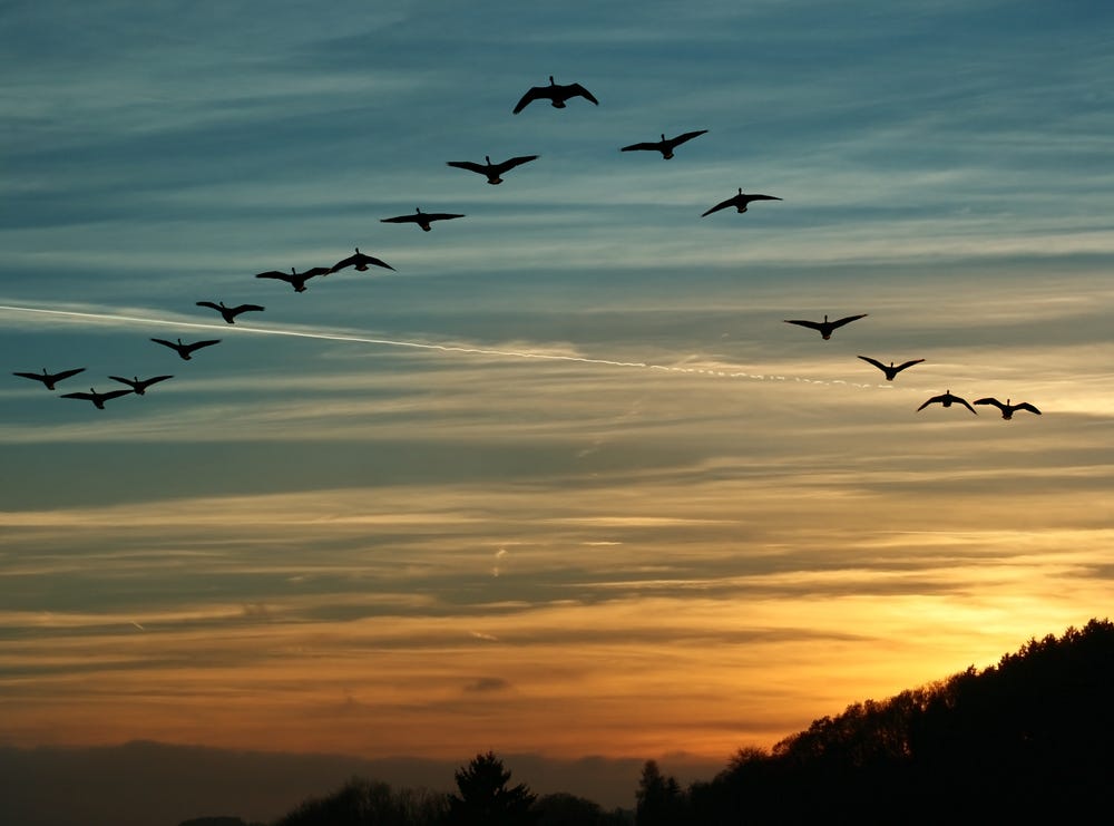 Which Animal Represents Your Team Best? | by Julia Felton | Business ...
