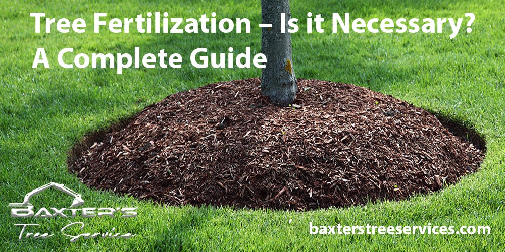 TREE FERTILIZATION — IS IT NECESSARY? | A COMPLETE GUIDE | by Baxter's ...