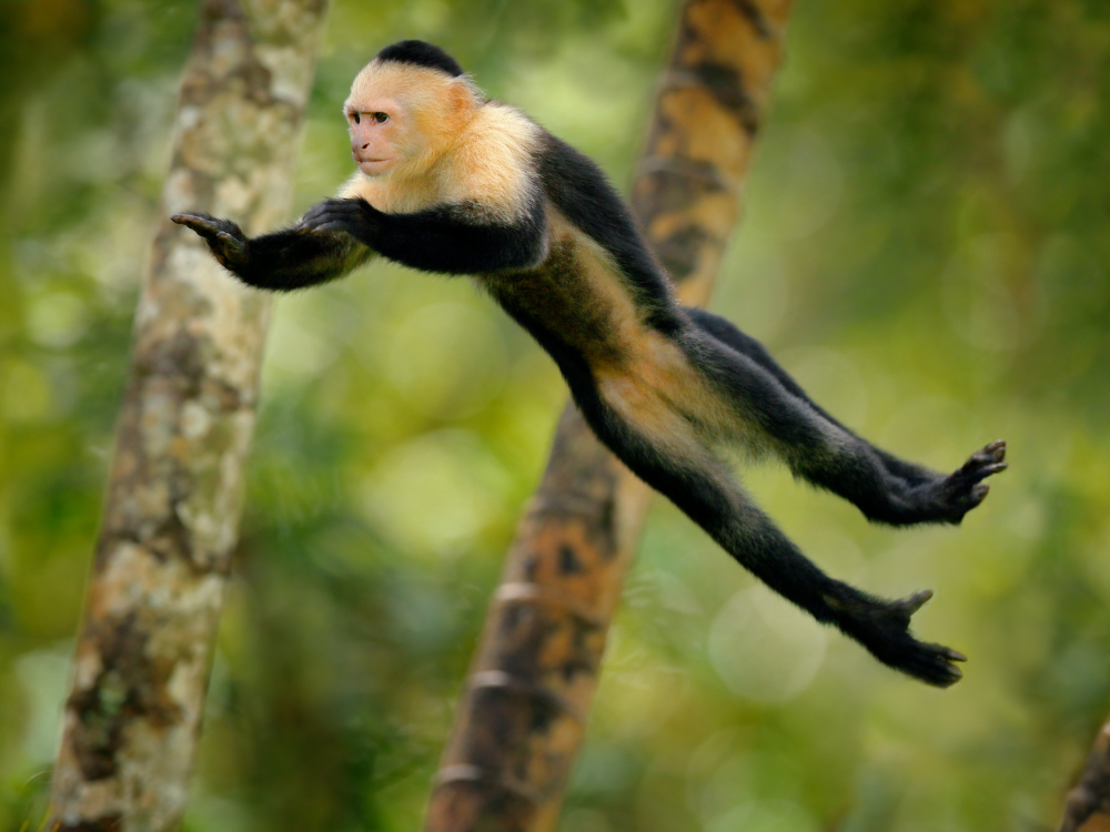 The Unwitting Enabler: Are You a Flying Monkey? | by Naya Lizardo ...