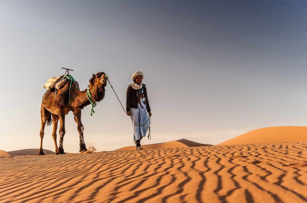 Camels are fascinating animals with many unique adaptations that allow them to thrive in extreme ...