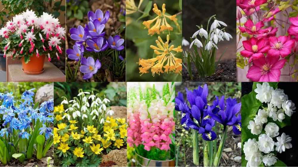 Chasing Frost Flowers: A Guide to Mesmerizing Winter Gardens | by SAS ...