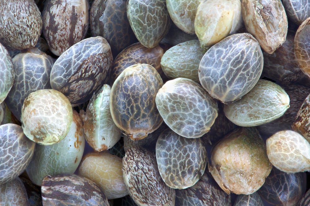 The 4 Types of Cannabis Seeds You Need to Know | by CyberSeeds | Medium