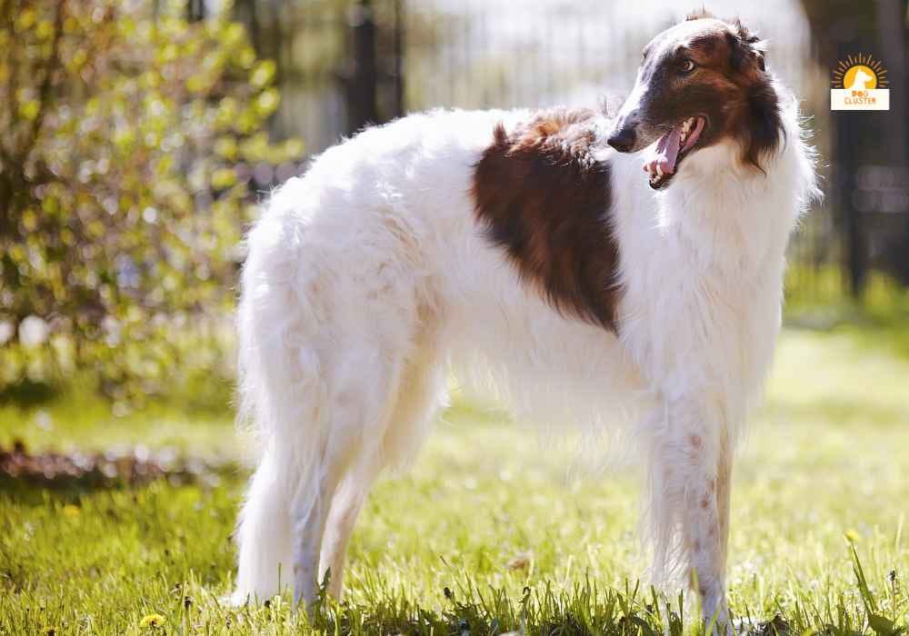Do It For You Dog Breed:Fun For Everyone - Stevenawalkerhomelydog - Medium