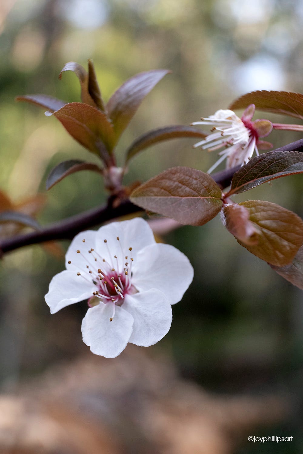 Spring has sprung! (gallery). It’s definitely Spring here, a few warm… | by Joy Phillips | Medium