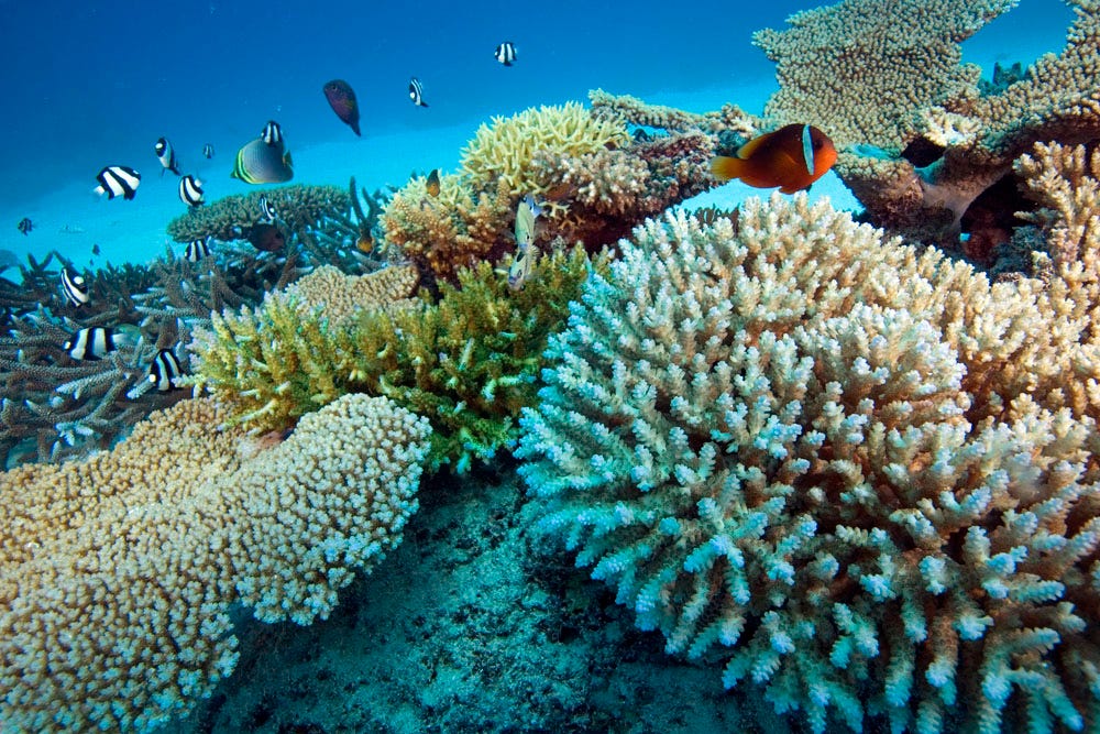 Ada Bank Data Perubahan Iklim di Laut Indonesia? | by ROXI Earth | Medium