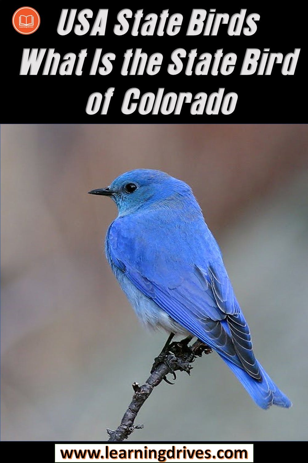 What Is The State Bird Of Colorado? — State Birds | by Learning Drives ...