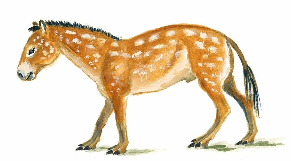 Eohippus: Dawn of the Horse. The evolution of an American icon | by ...