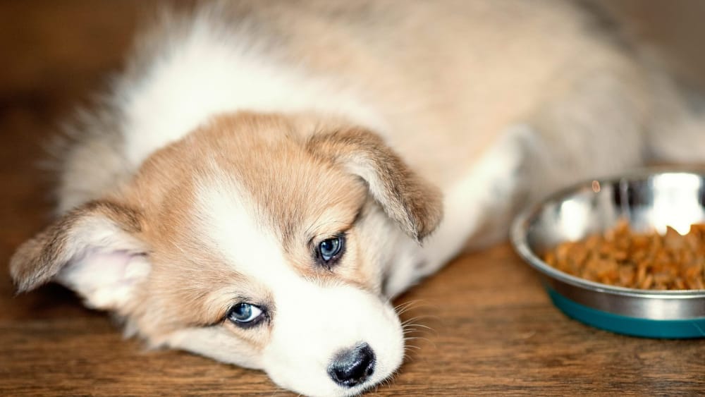 Dog Not Eating? Possible Causes and Appetite Solutions | by Shameem ...