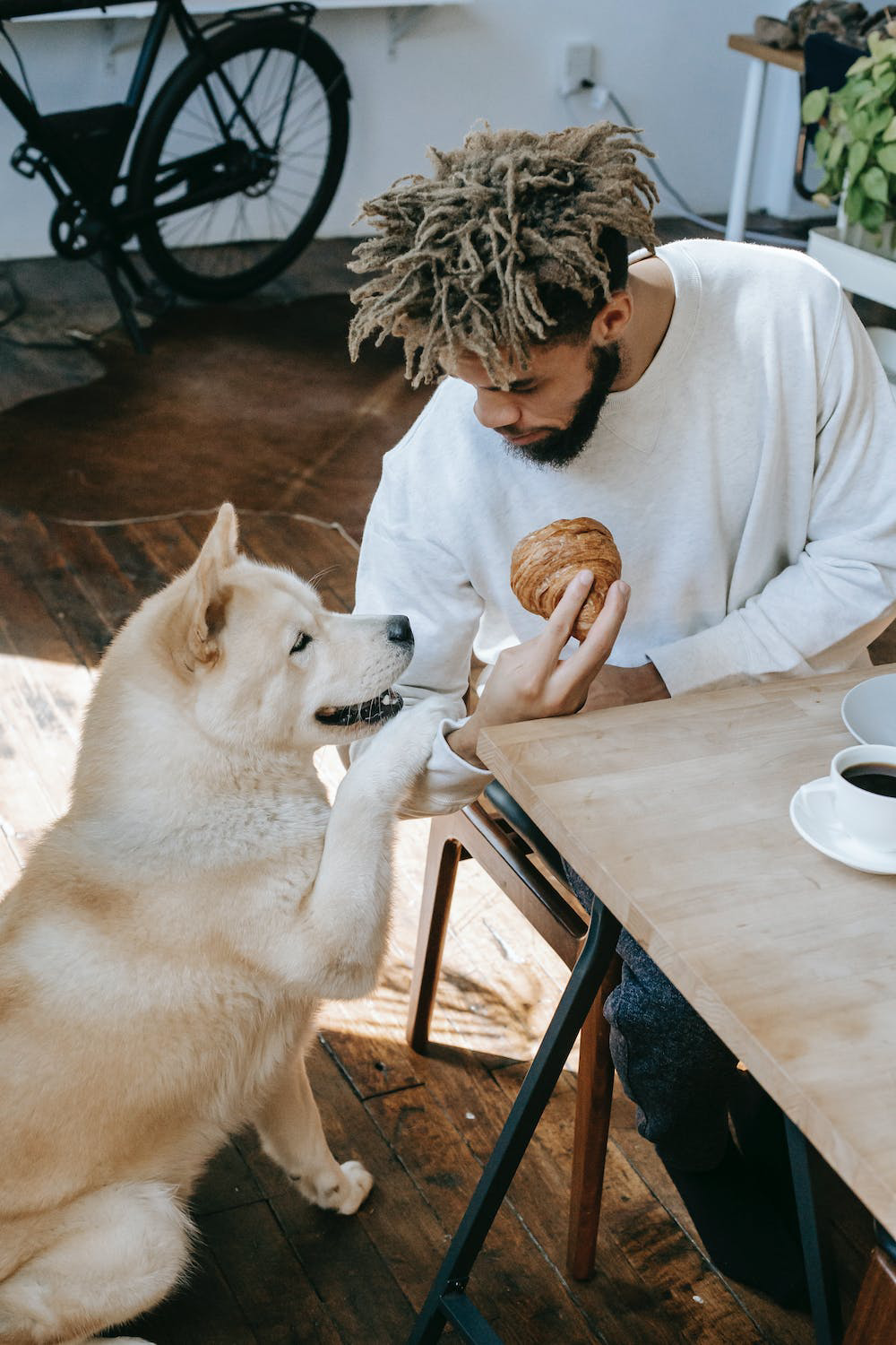 Top 10 Reasons Why Your Dog Ignores Your Commands | by markel | Medium
