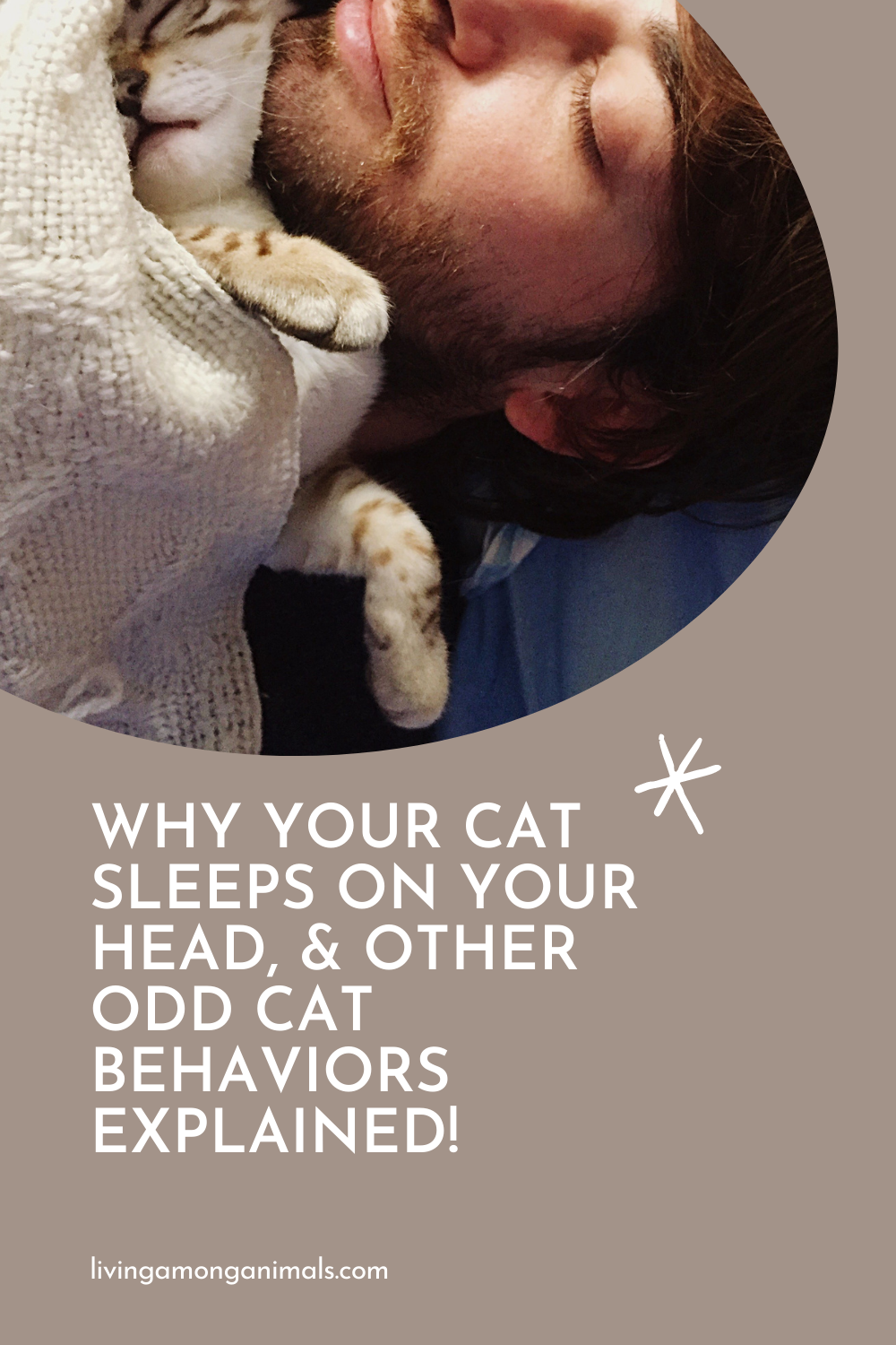 WHY YOUR CAT SLEEPS ON YOUR HEAD, & OTHER ODD CAT BEHAVIORS EXPLAINED! - Livingamonganimals - Medium