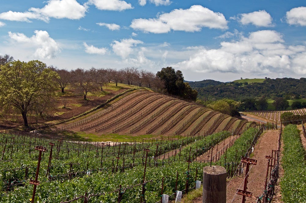 Discover California’s Paso Robles Wine Region | by cellartours | Medium