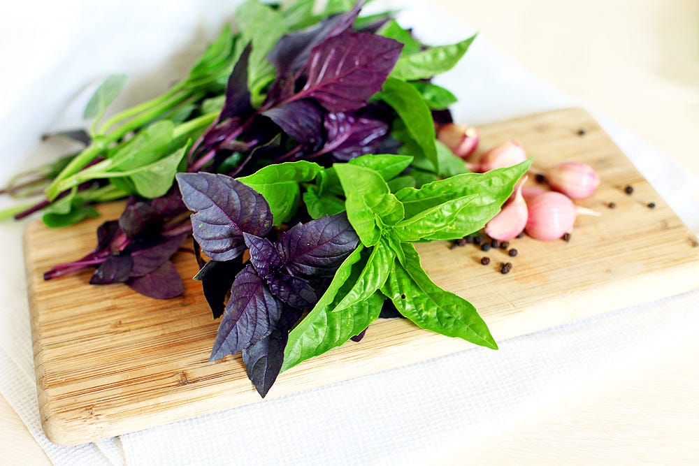 Basil — Useful properties and applications. Сontraindications | by ...