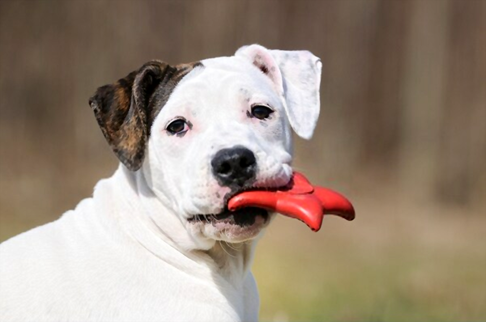 How To Teach Your Dog The “Drop It” Command - Love Of A Pet - Medium