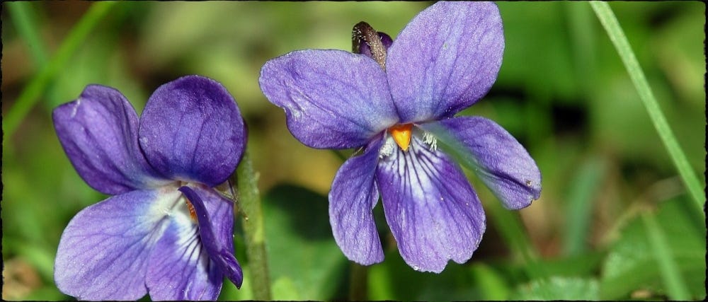 Violet Breeze. a verse translation of “Ibolyalevél” | by Joe Váradi 🇭🇺 ...