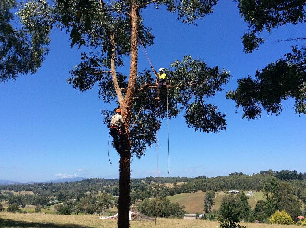 How to Train a Tree — First Pruning Cuts | by Tommybukes | Medium