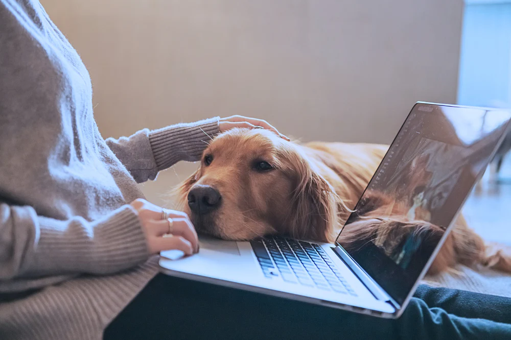 Protect Your Pet from EMF Overload with This Innovative Solution! | by ...