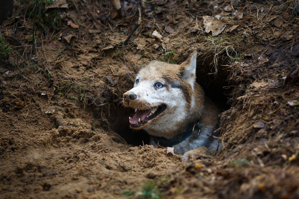 How To Stop A Dog From Digging: 5 Tips - Love Of A Pet - Medium