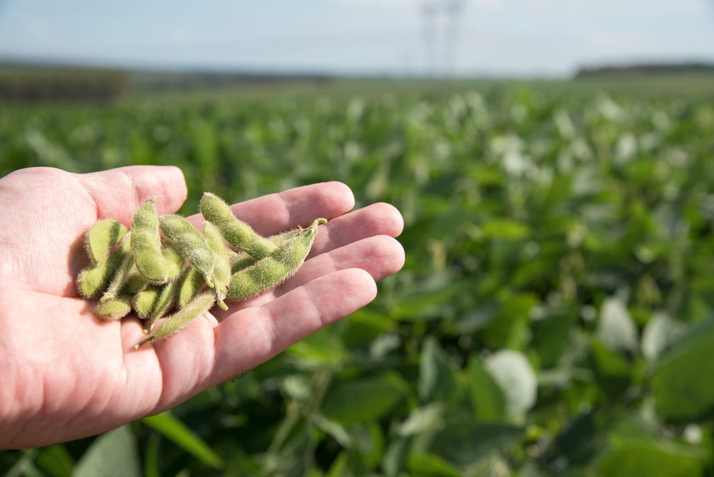 Soybean Market — Price Analysis in Supply and Demand Perspective | by ...