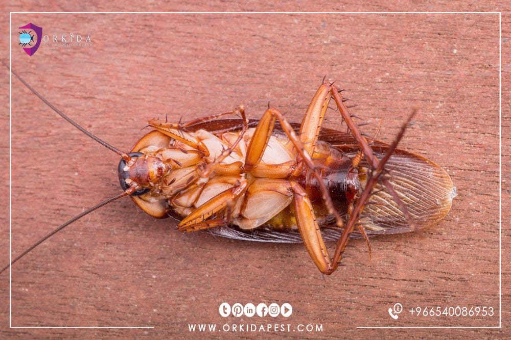 How to kill night cockroaches — Is the night cockroach harmful to my ...