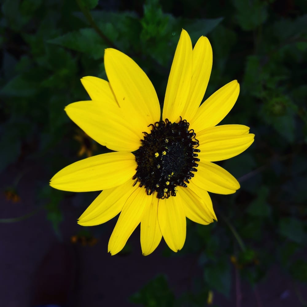 Visualizing your experience with the Amal family: | by Mohammad Junaid | Medium