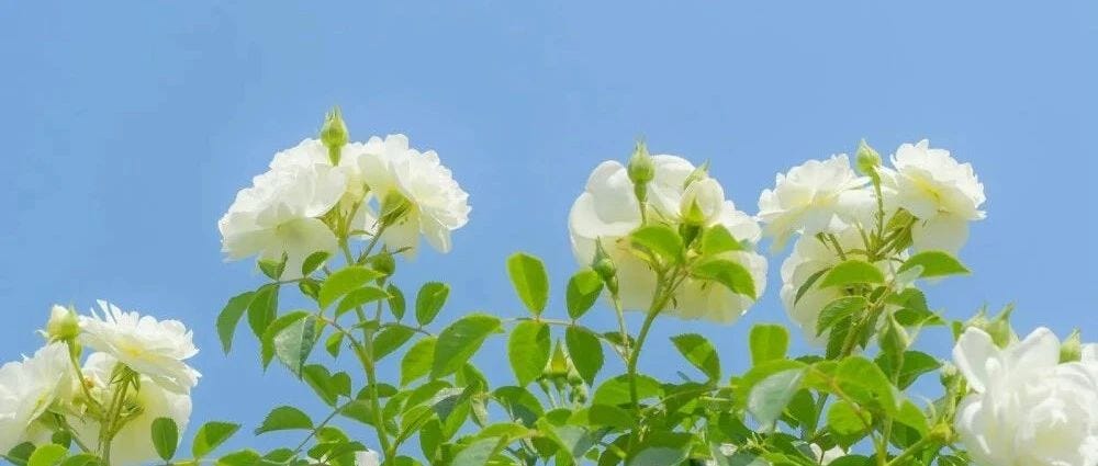 Everything has a process. Flowers bloom at a certain time, and… | by ...