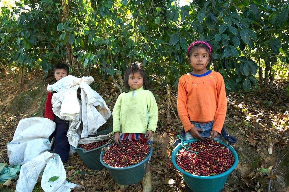 Child Labor in Guatemala’s Coffee Industry | by Lilypanagos | Medium
