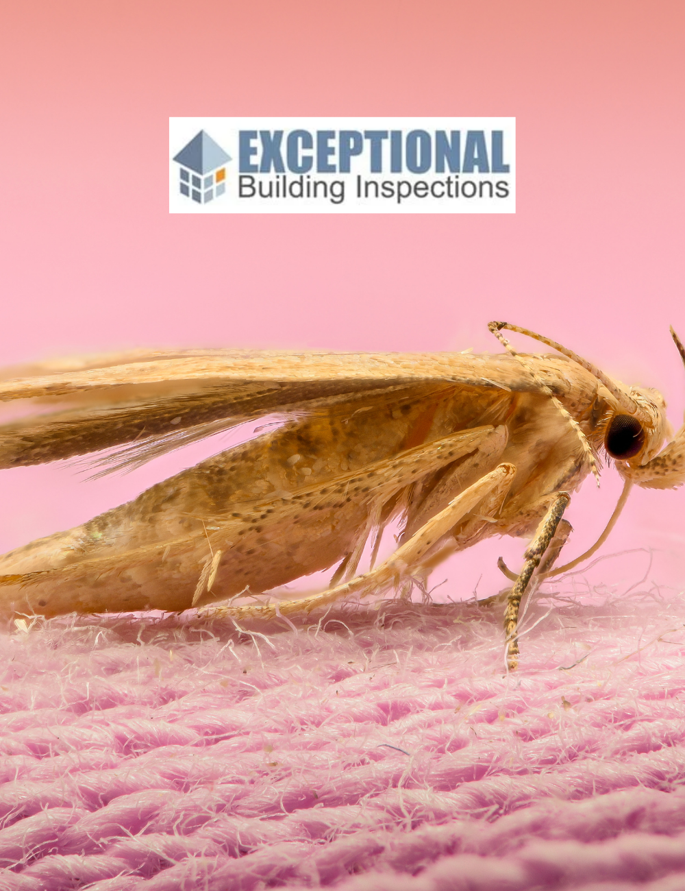 WHAT YOU NEED TO KNOW ABOUT CLOTHES MOTHS AND HOW TO PREVENT THEM ...
