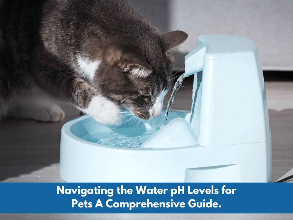 Navigating the Water pH Levels for Pets: A Comprehensive Guide | by ...