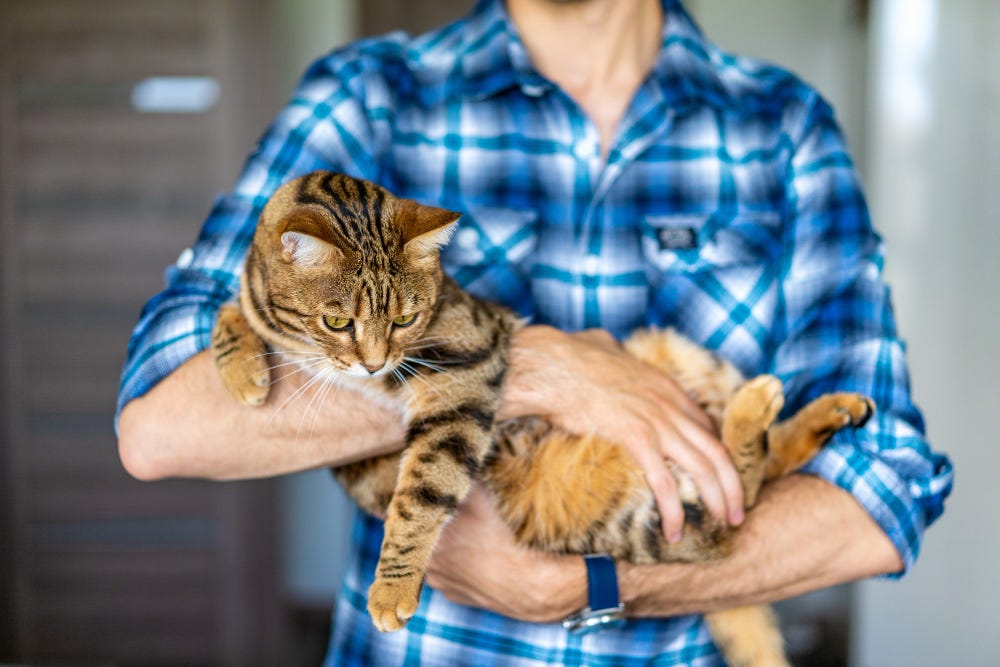 Finding Fur-ever Friends: Cat Adoption in Oakville | by Love a Meow ...
