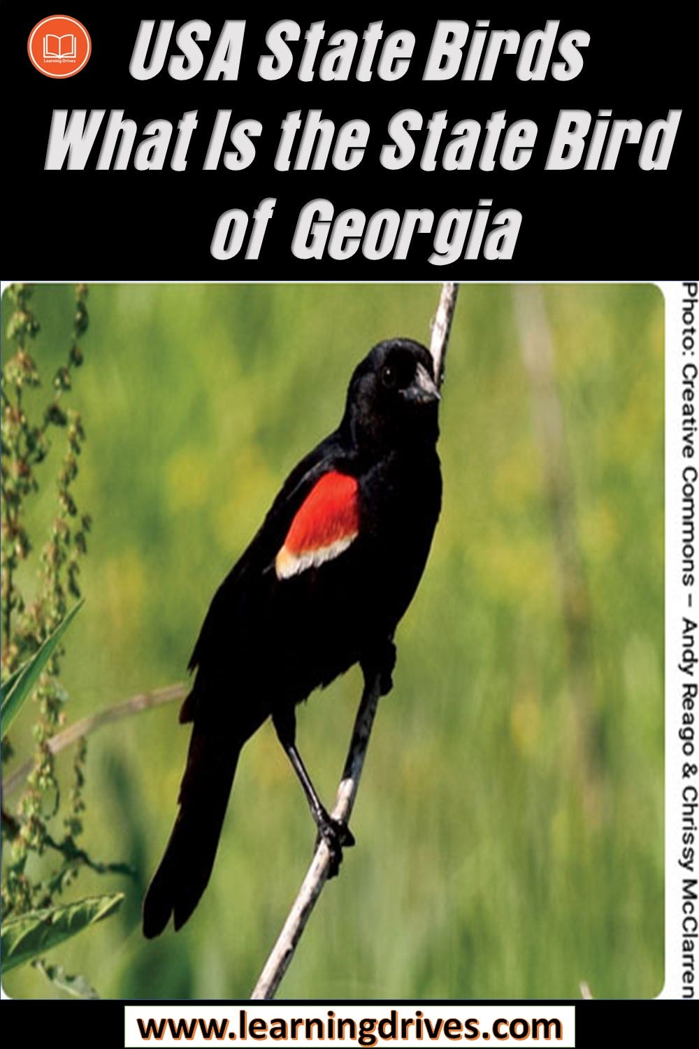 What Is The State Bird Of Georgia? — State Birds | by Learning Drives ...