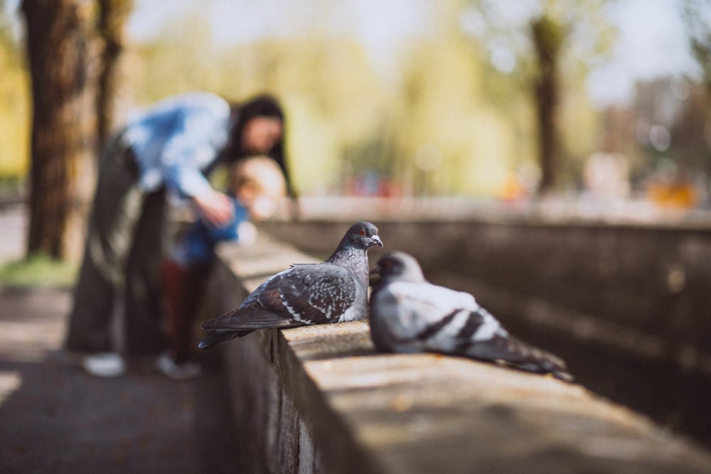 What to Expect from Professional Bird Control Services | by AIM ...