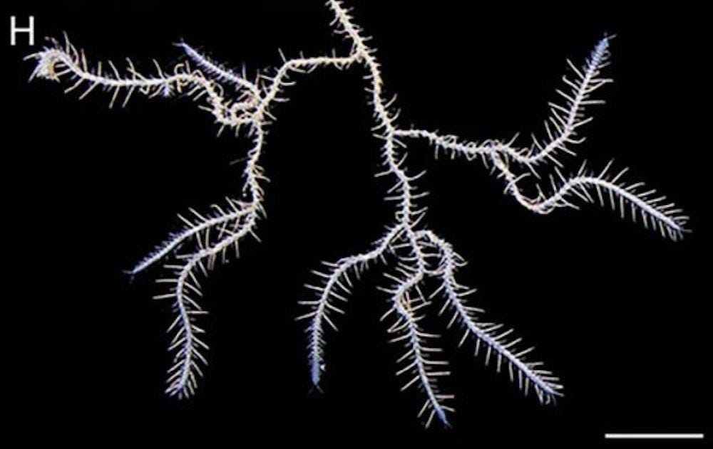 Scientific Studies of Creatures with Unique Anomalies | by Herbie J ...