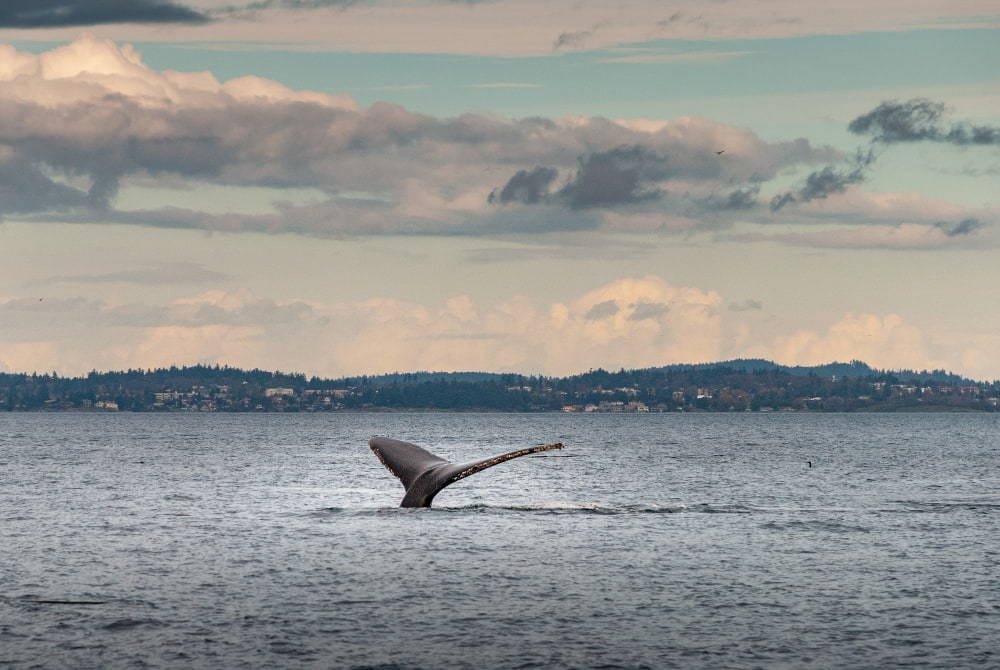 S.O.S Ballenas: elevada mortandad de ballenatos en Península de Valdés ...