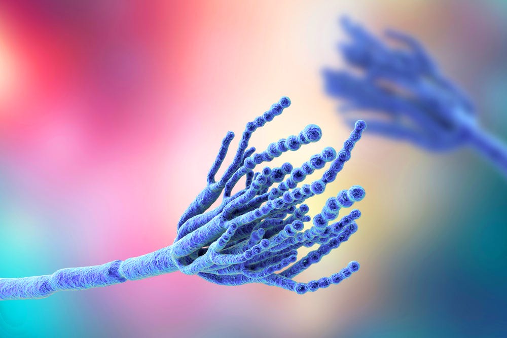 How Fungi Can Help Plants Grow and Make Agriculture More Sustainable ...