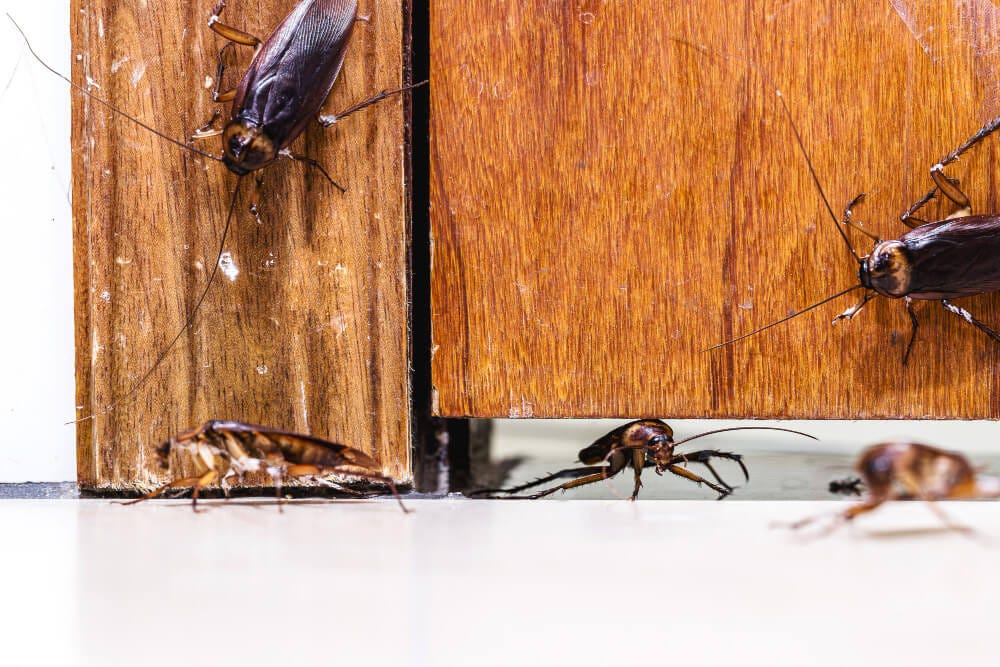 Get rid of Cockroaches in Dubai (10 Ways to Deal) | by Olivia Monroe ...