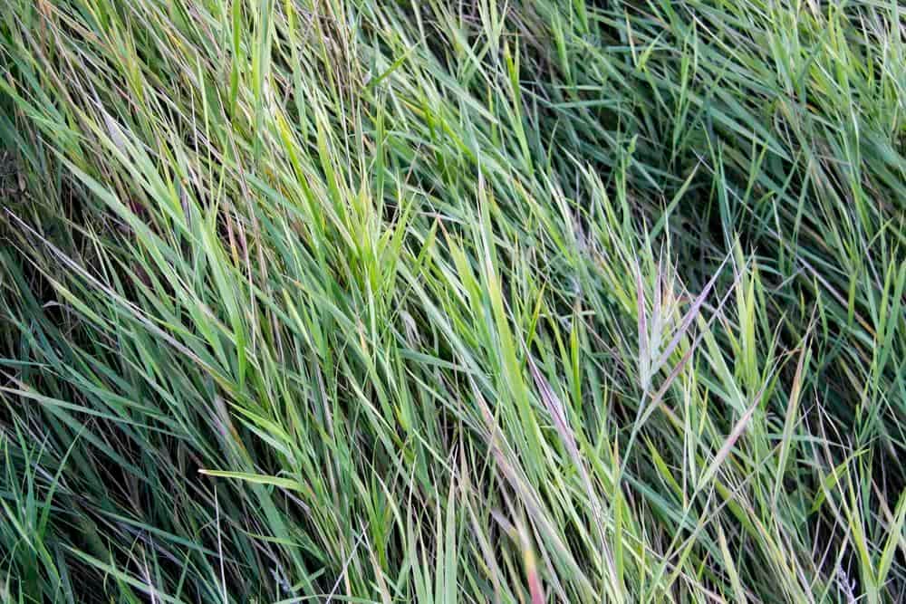 Torpedo Grass Troubles? Trust Green Solutions Lawn Care & Pest Control ...