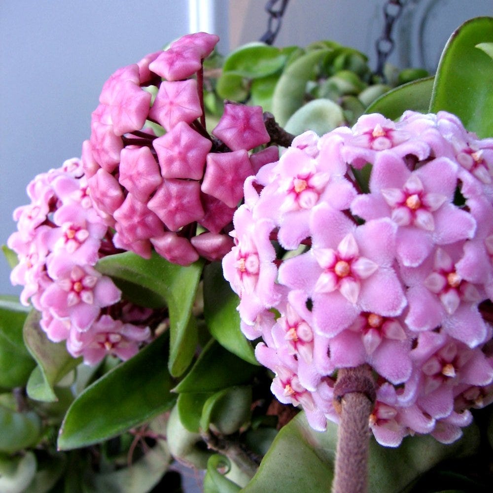 Blooming hoya.. The wax flower (Hoya carnosa) is an… | by Stefan ...